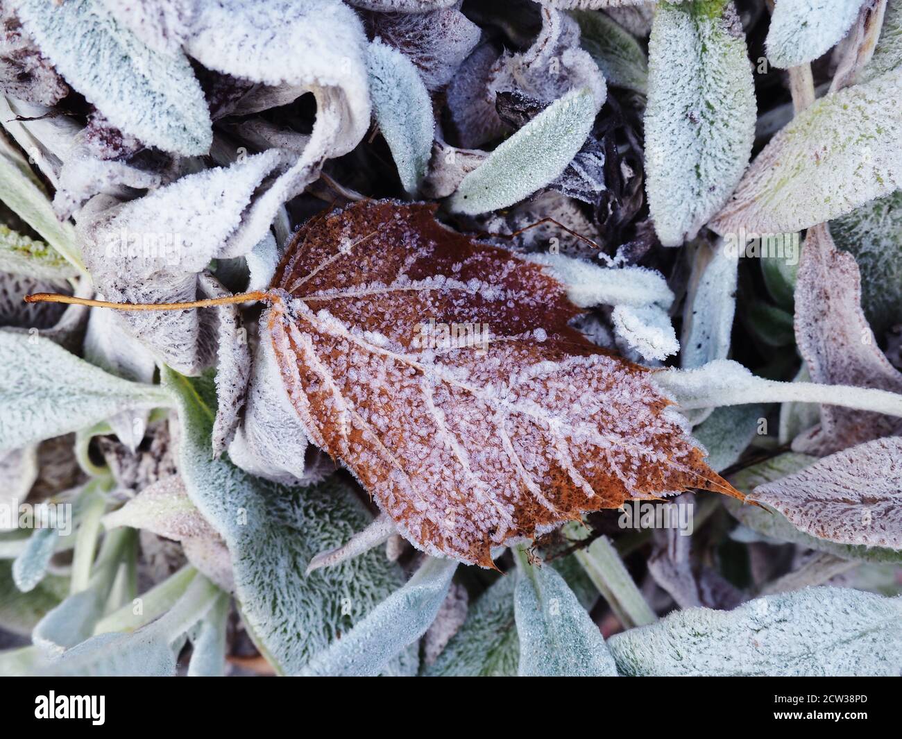 hoarfrost leaves as background, background, autumn scene. Dry maple ...