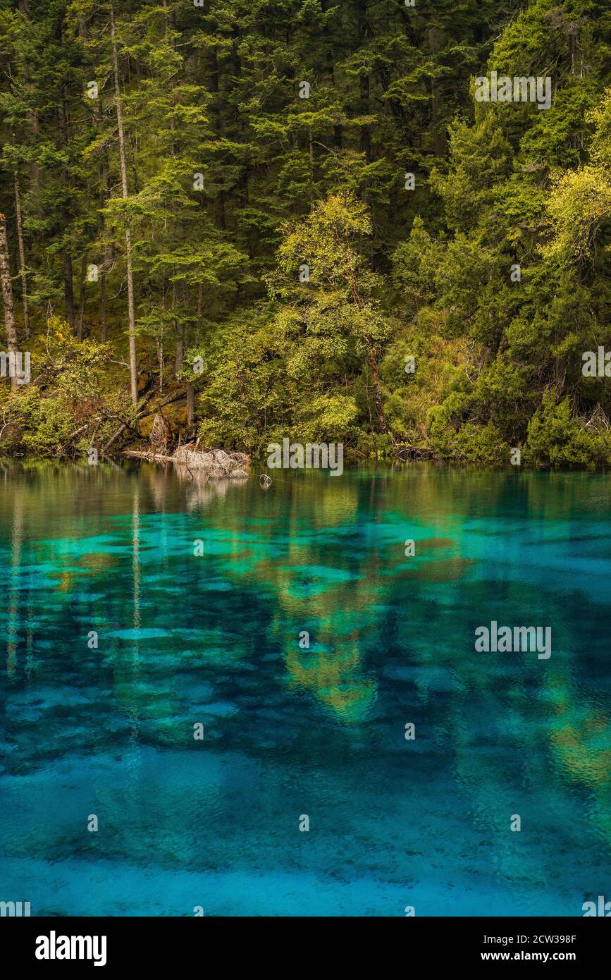 The turquoise color lakes in Jiuzhai Valley, with the forest in autumn ...