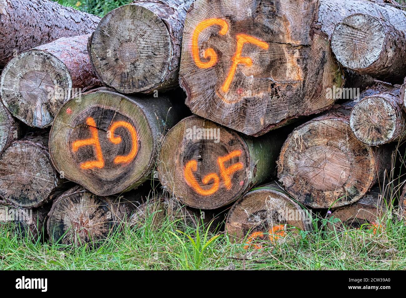Group of felled pine trees, some of witch are marked with orange ...
