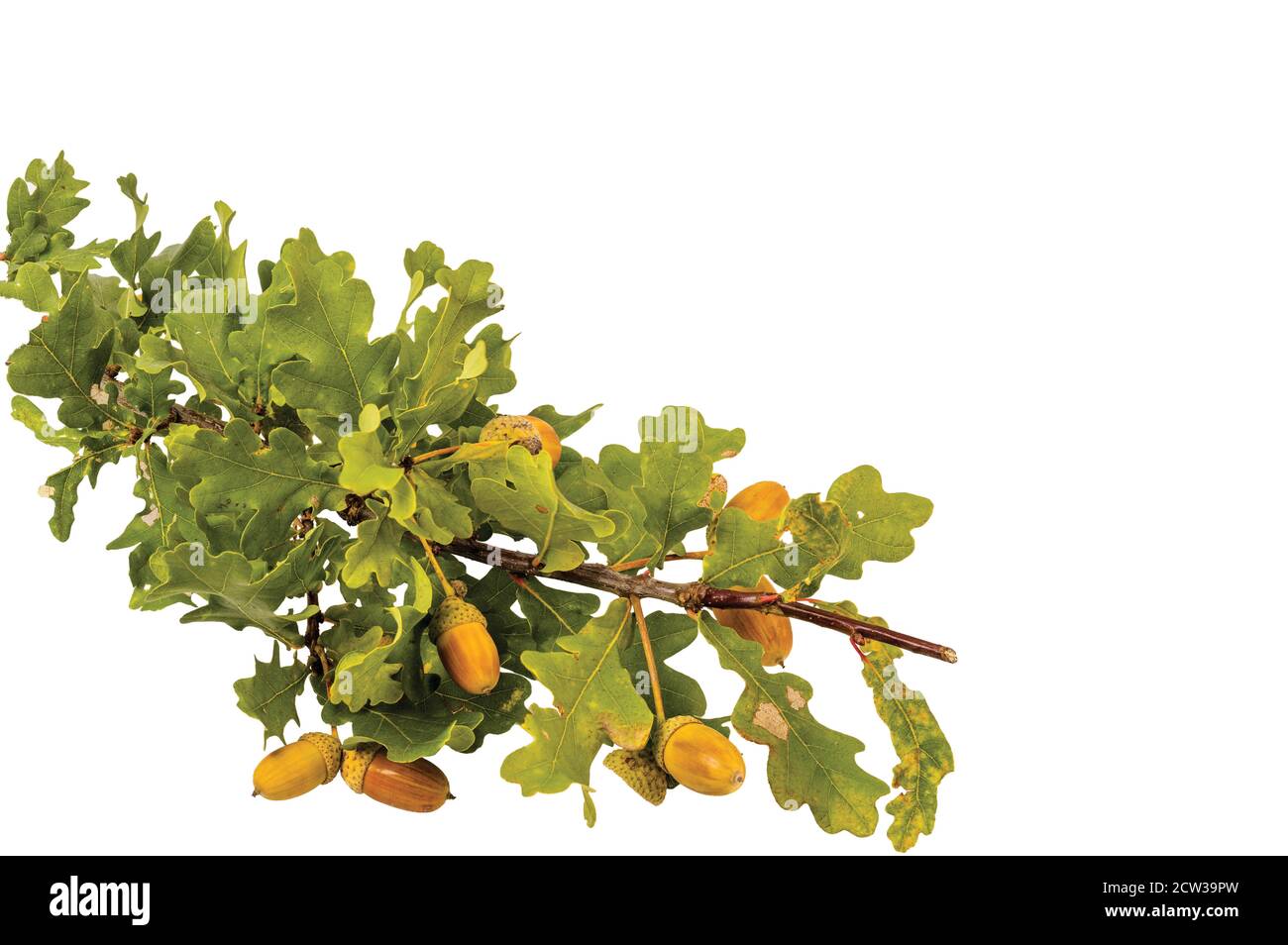 Close up view of green oak twig with brown acorns isolated. Beautiful nature backgrounds Stock ...
