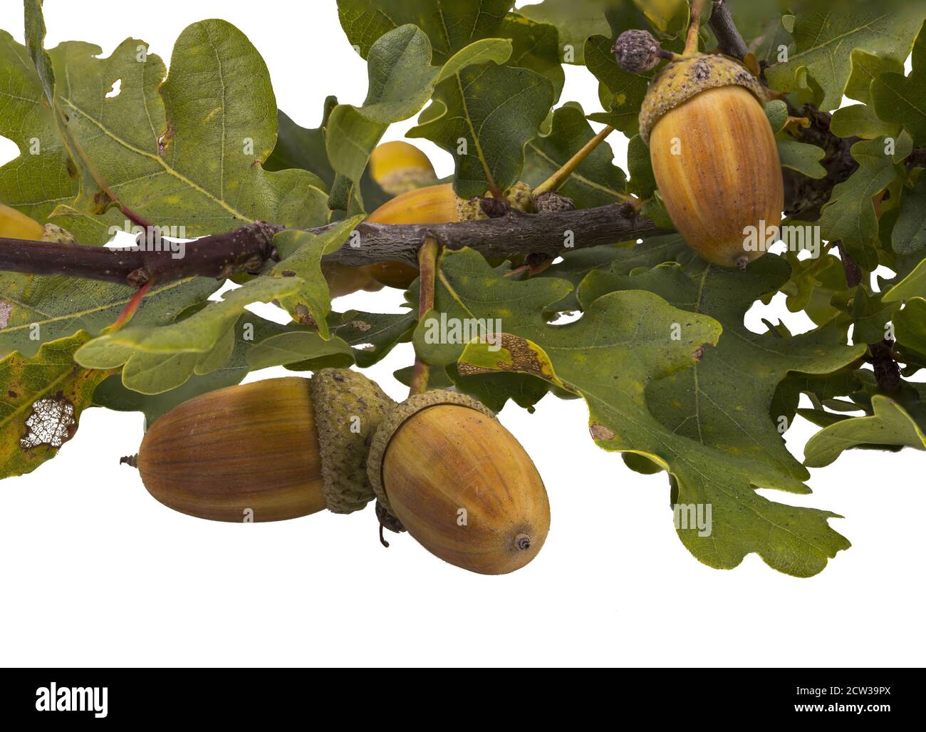 Close up view of green oak twig with brown acorns isolated. Beautiful nature backgrounds Stock ...