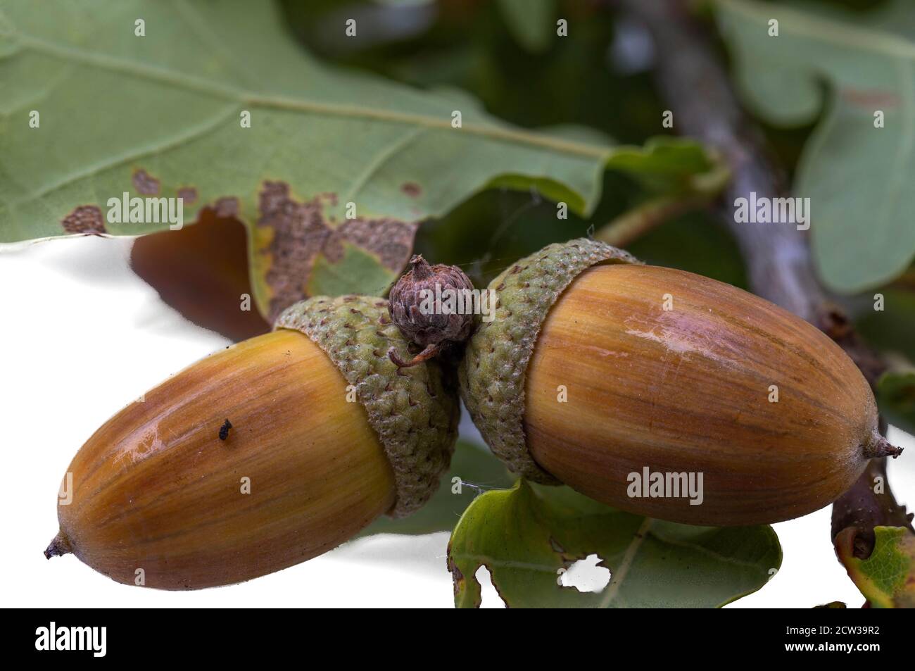 Close up view of green oak twig with brown acorns isolated. Beautiful nature backgrounds Stock ...