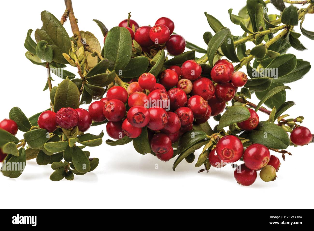Rowanberry flowers hi-res stock photography and images - Alamy