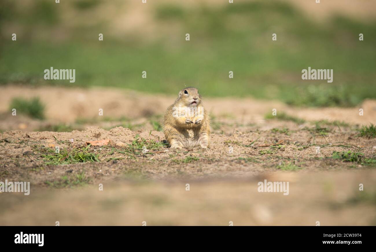 ground squirrel runs and observes the surroundings in the meadow, the ...