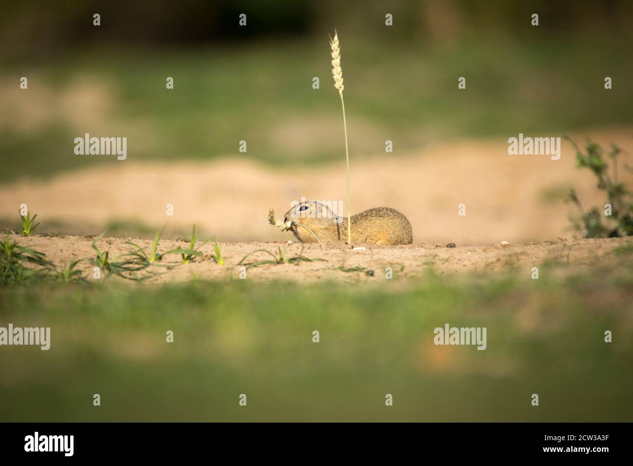 ground squirrel eats grains of ear of corn, the best photo Stock Photo ...