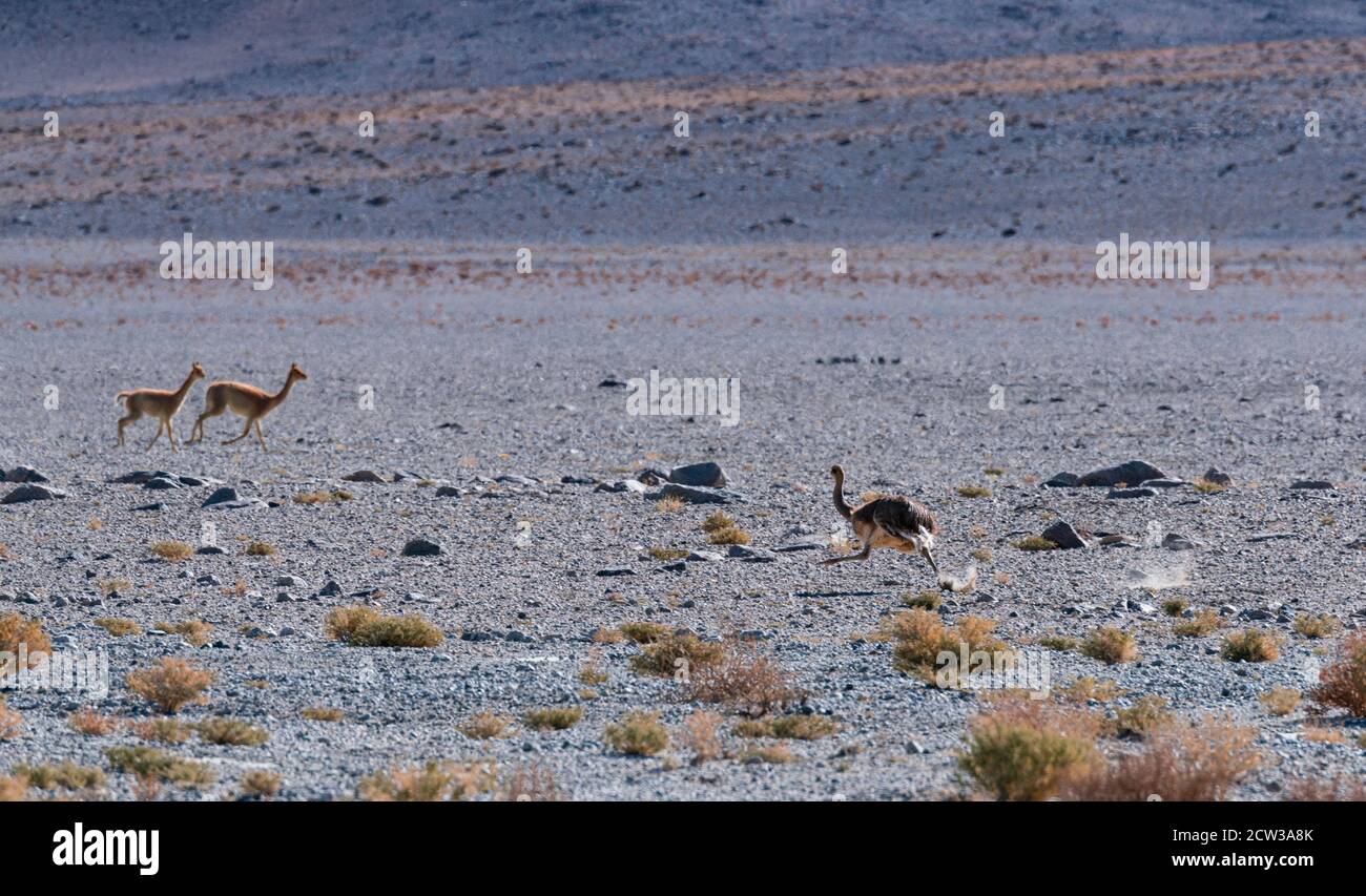 Vicuñas (Vicugna vicugna) in the desert landscape of the La Puna ...