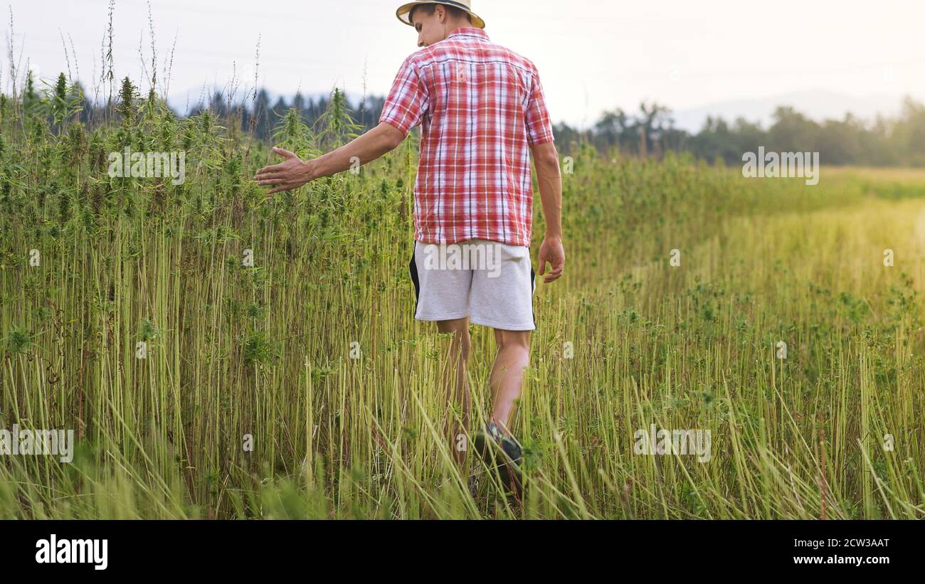 Hemp farmer checking Cannabis plants on a farming field outside Stock ...