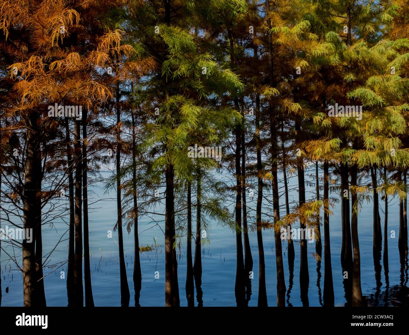 Autumn trees in the water Stock Photo - Alamy
