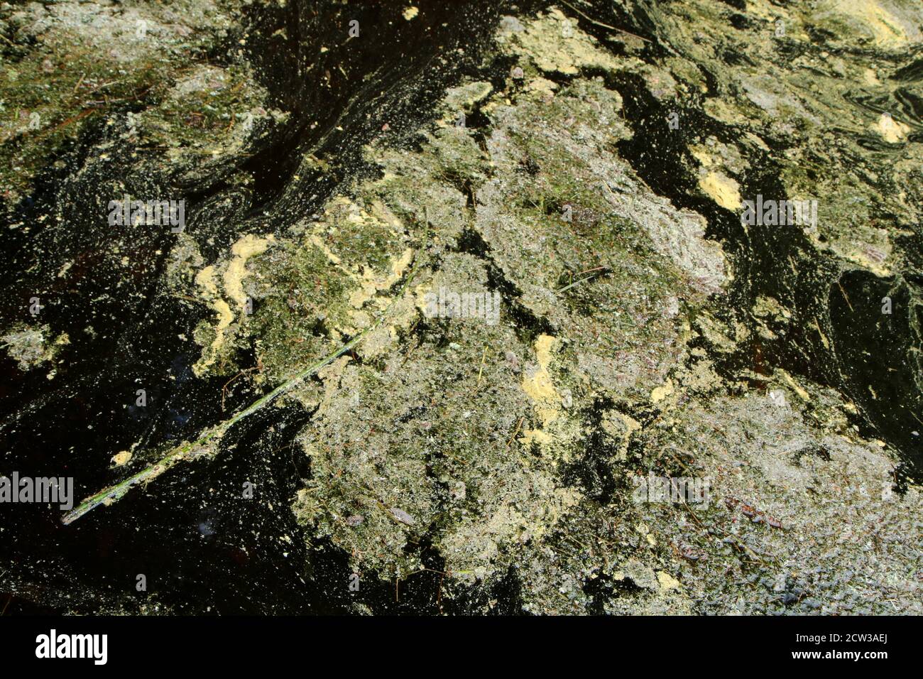 The layer of pollen floating on the water in spring. Symbol for season ...