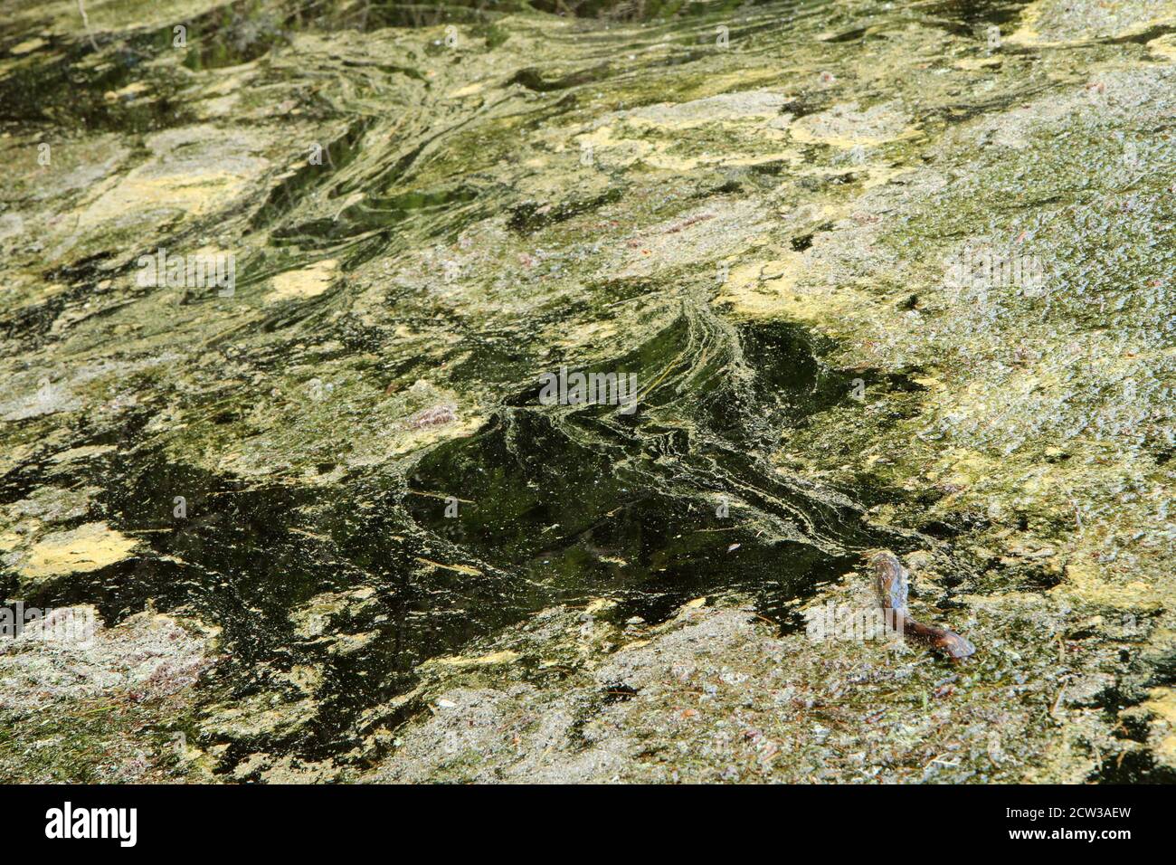 The layer of pollen floating on the water in spring. Symbol for season ...