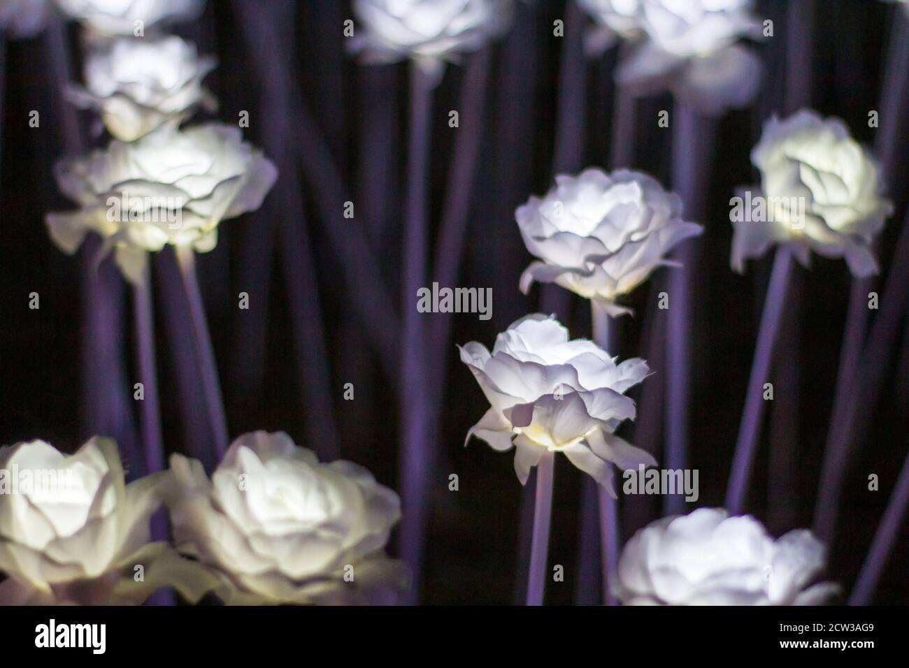 Led flowers hi-res stock photography and images - Alamy