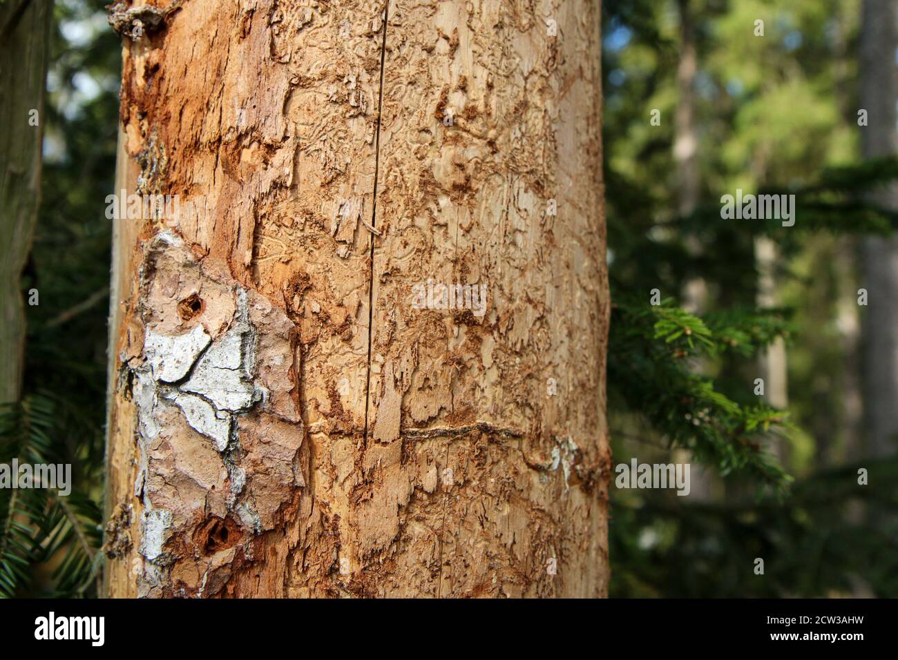 The detail of the bark of the tree infested by bark beetle Stock Photo ...