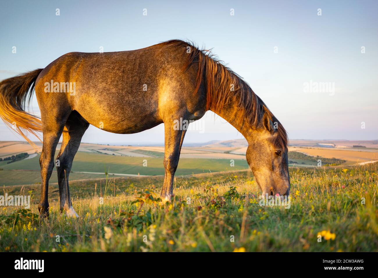 Cissbury ring wild pony hi-res stock photography and images - Alamy