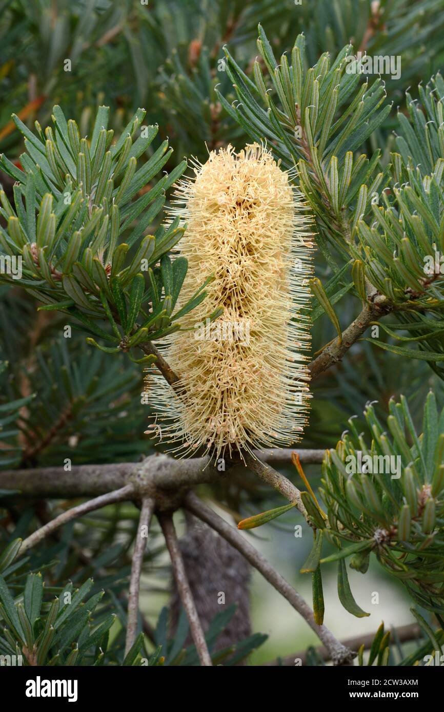 Banksia marginata silver banksia evergreen shrub tree and flower ...