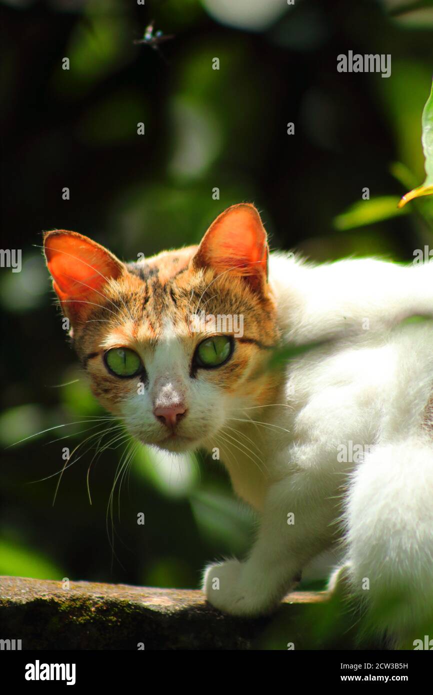 An Indian House Cat Stock Photo - Alamy