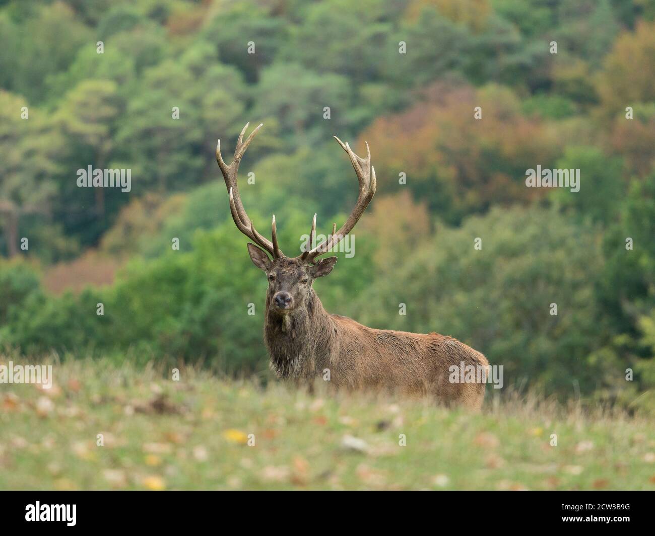 Red deer stag portrait hi-res stock photography and images - Alamy