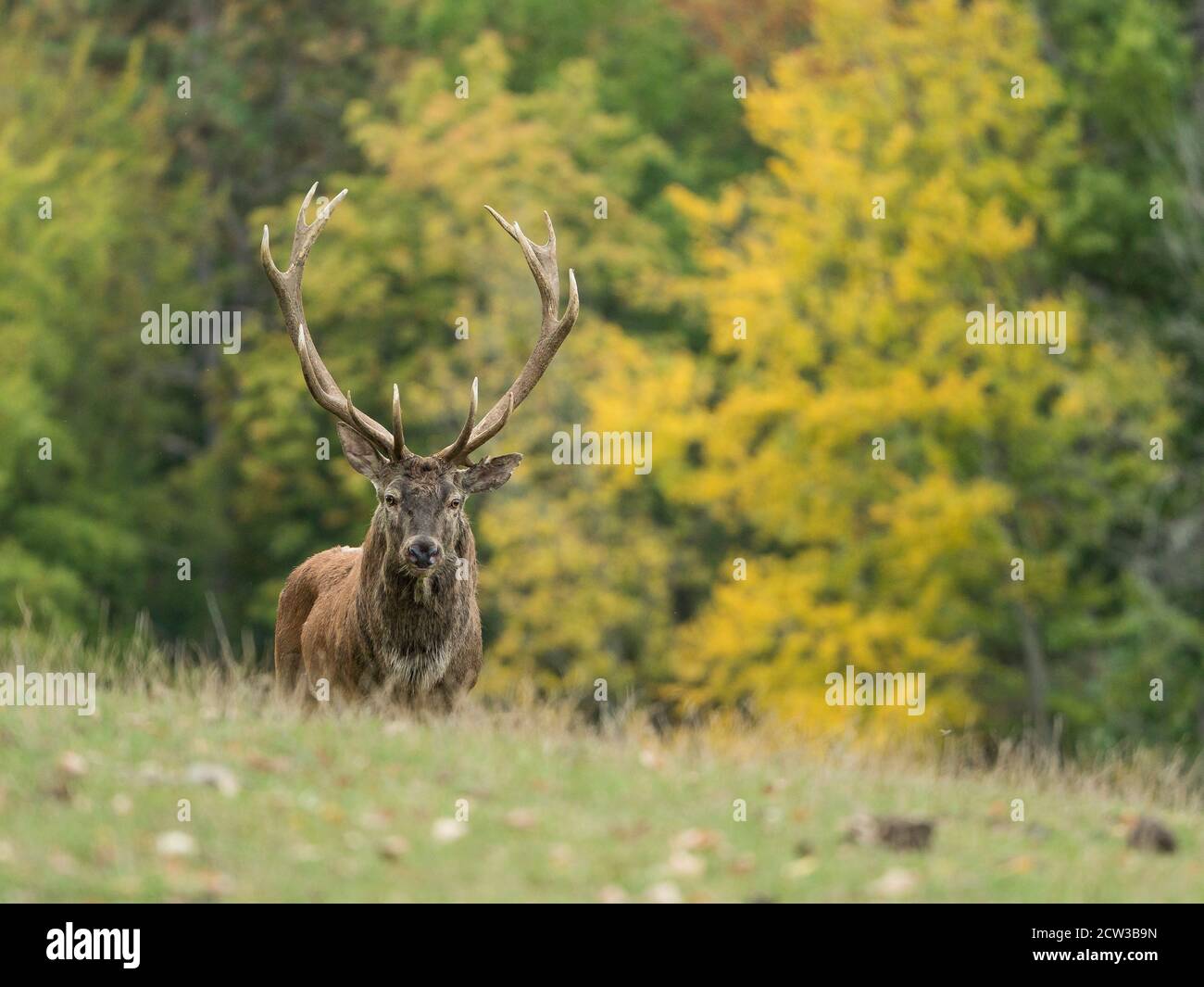 red deer stag portrait in autumn Stock Photo - Alamy