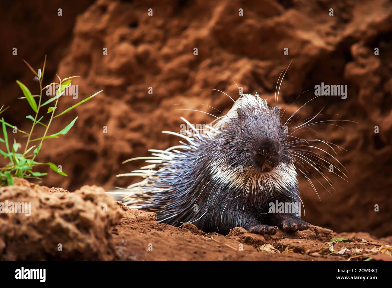 Close up porcupine quills hi-res stock photography and images - Alamy