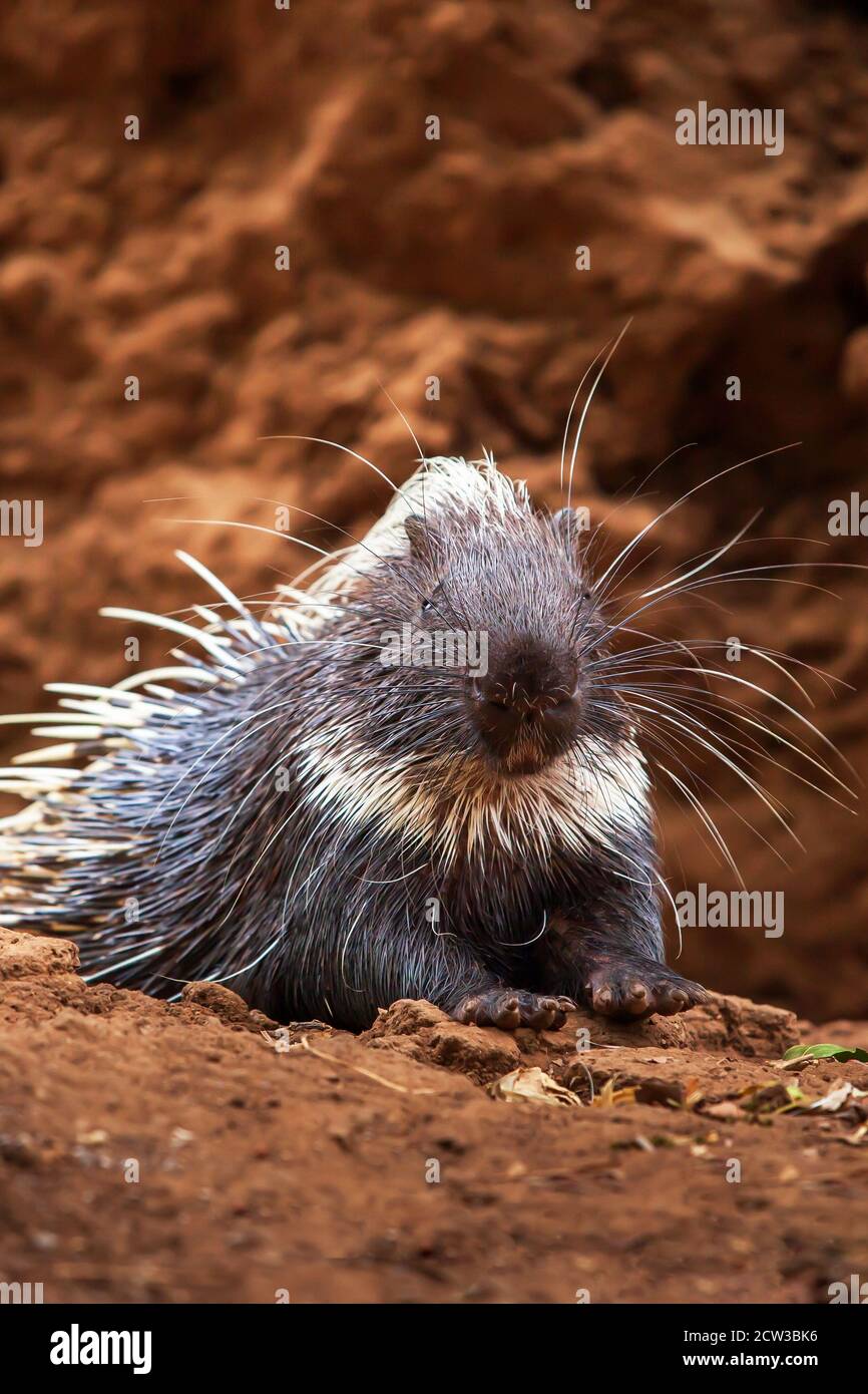 Hairy cave hi-res stock photography and images - Alamy