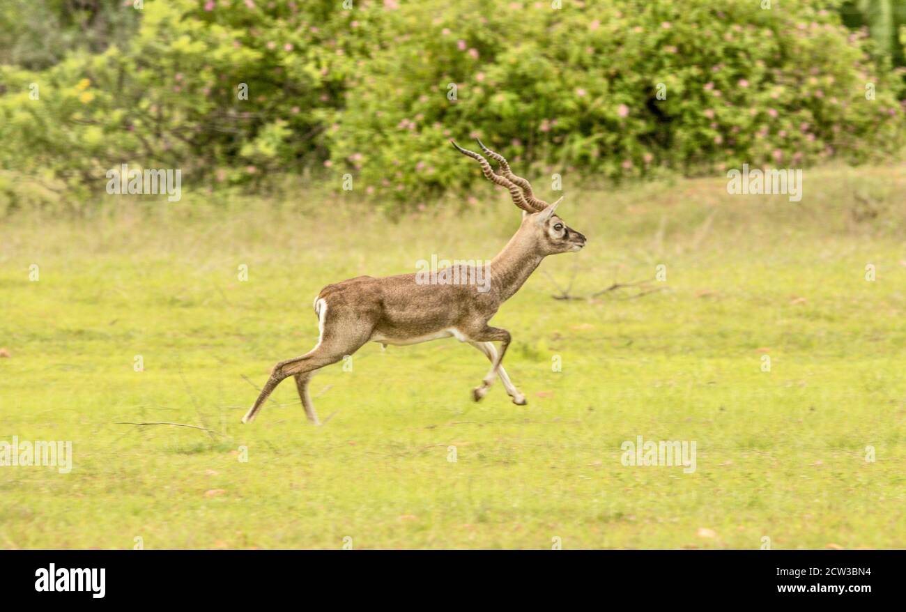 Indian blackbuck young hi-res stock photography and images - Alamy