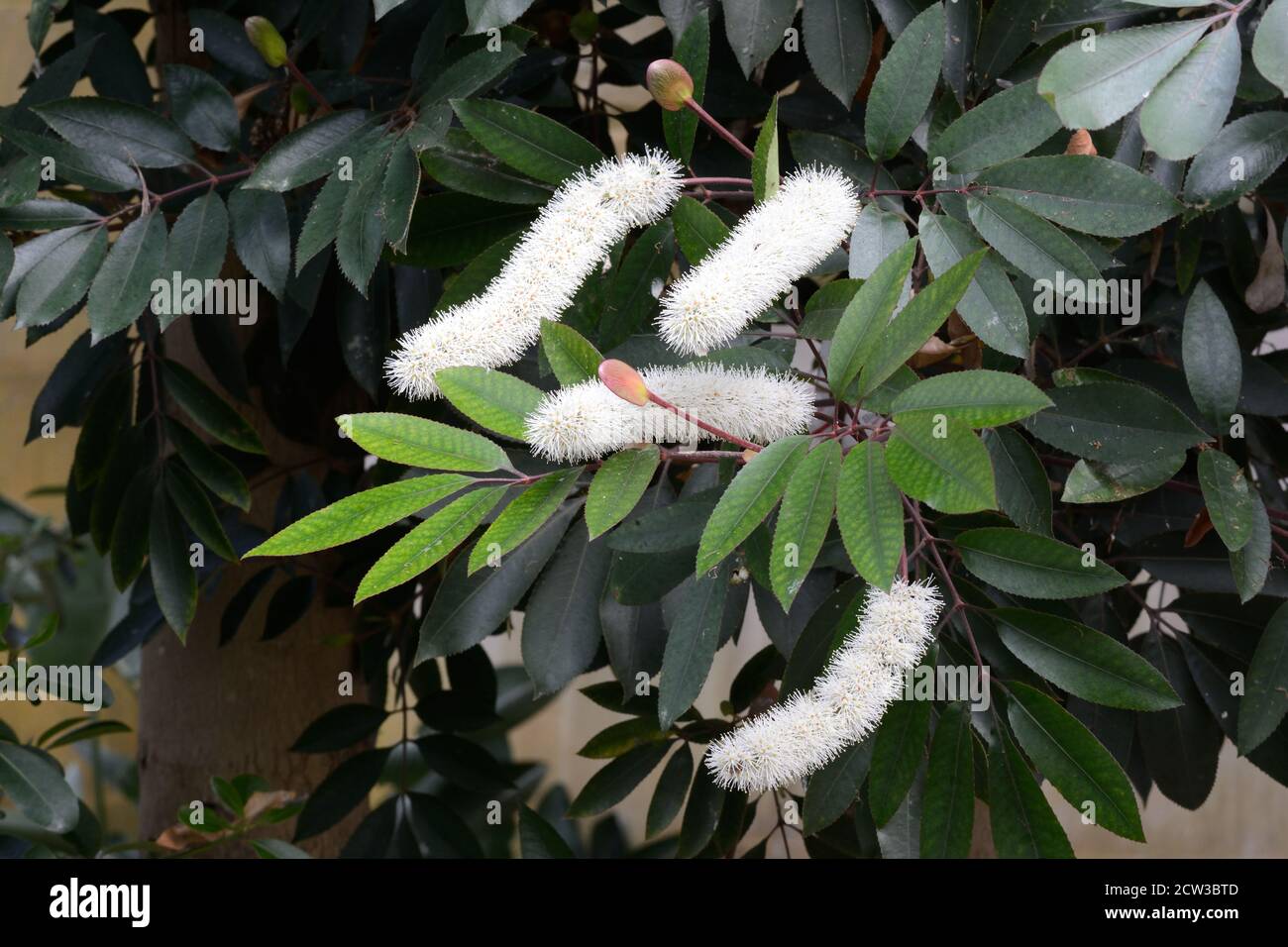 Clusters of tiny white scented flowers on Cunonia capensis Butterspoon ...