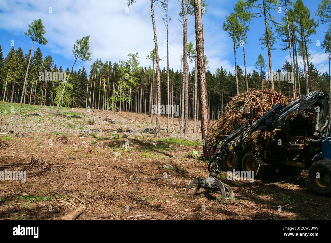 The clearing in the forest, where the wood extraction is performed. The ...