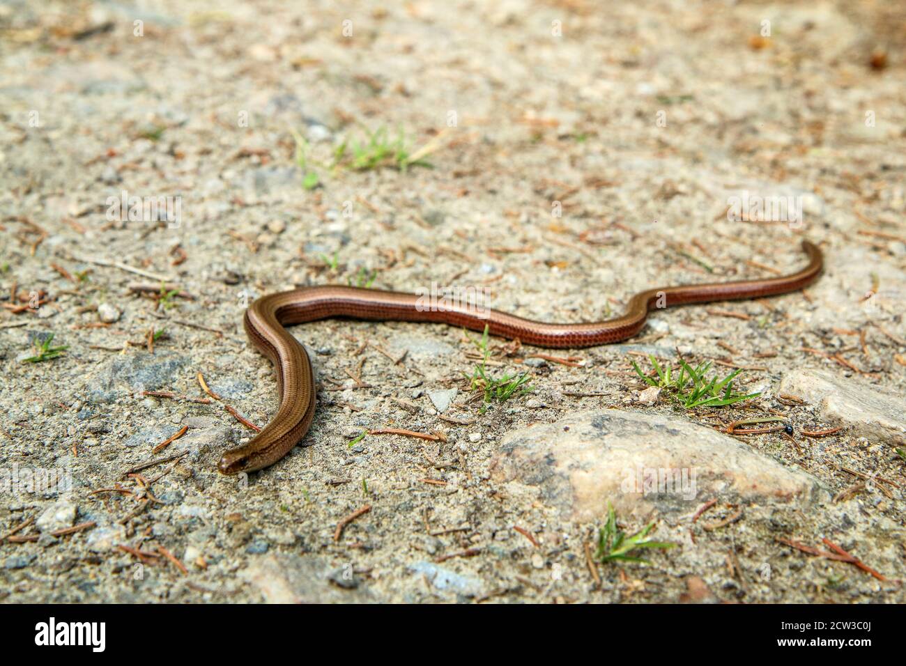 Blind_worm hi-res stock photography and images - Alamy