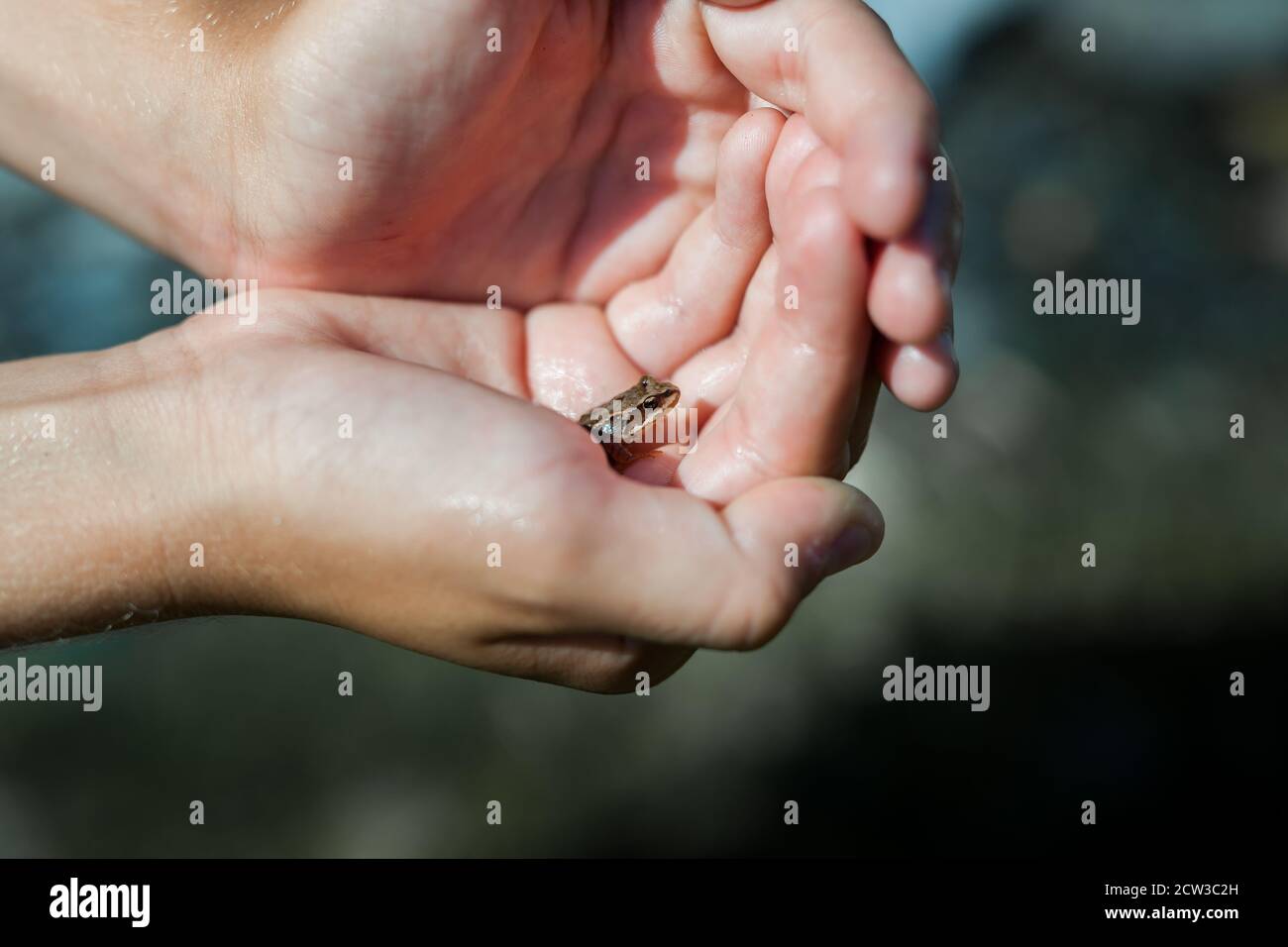 ROMEDALEN, NORWAY - 2014 JULY 21. Baby frog in human hand. Small ...