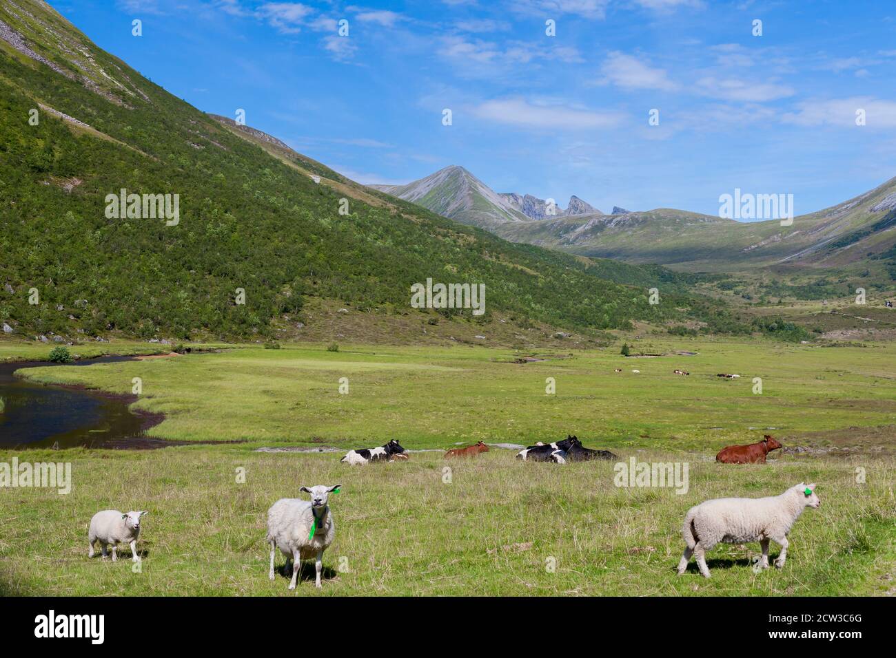 ROMEDALEN, NORWAY - 2014 JULY 21. Sheep and cows enjoy summer time in ...