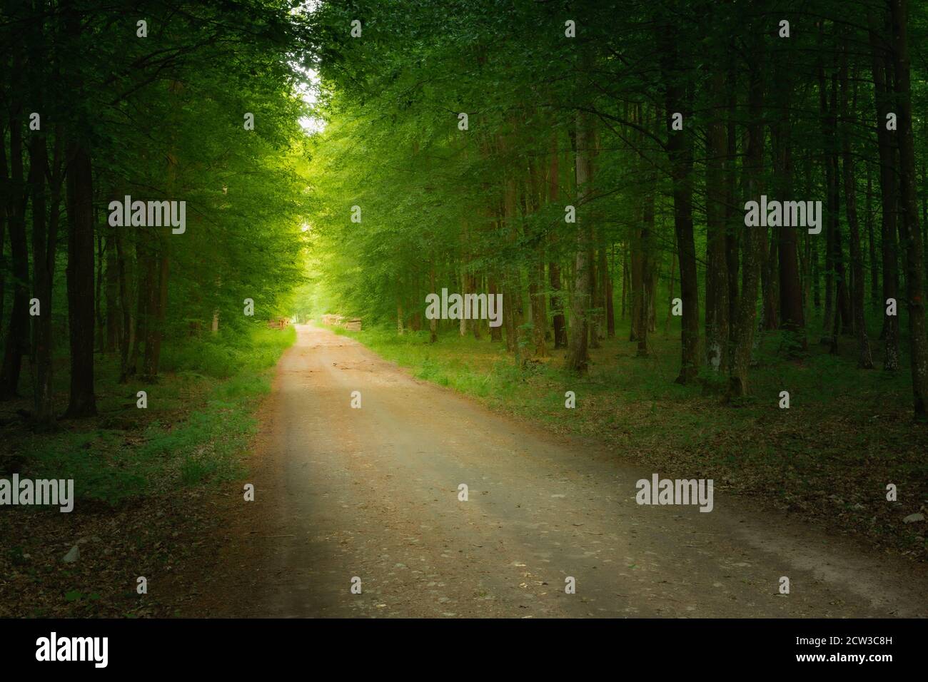 Green forest and the road to the light Stock Photo - Alamy