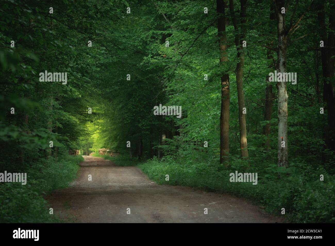 Light and dark forest hi-res stock photography and images - Alamy