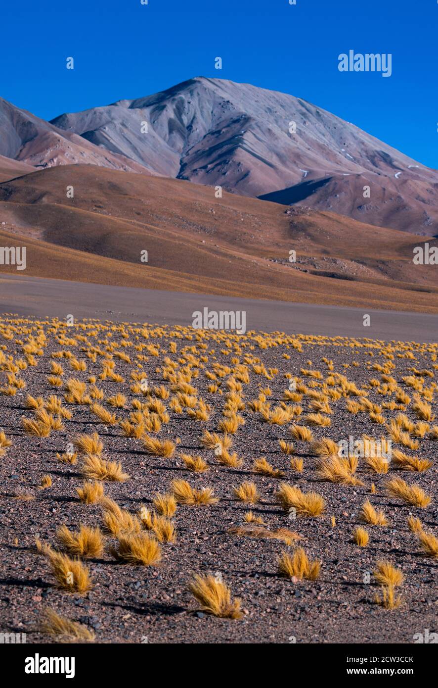 La puna, argentina hi-res stock photography and images - Alamy