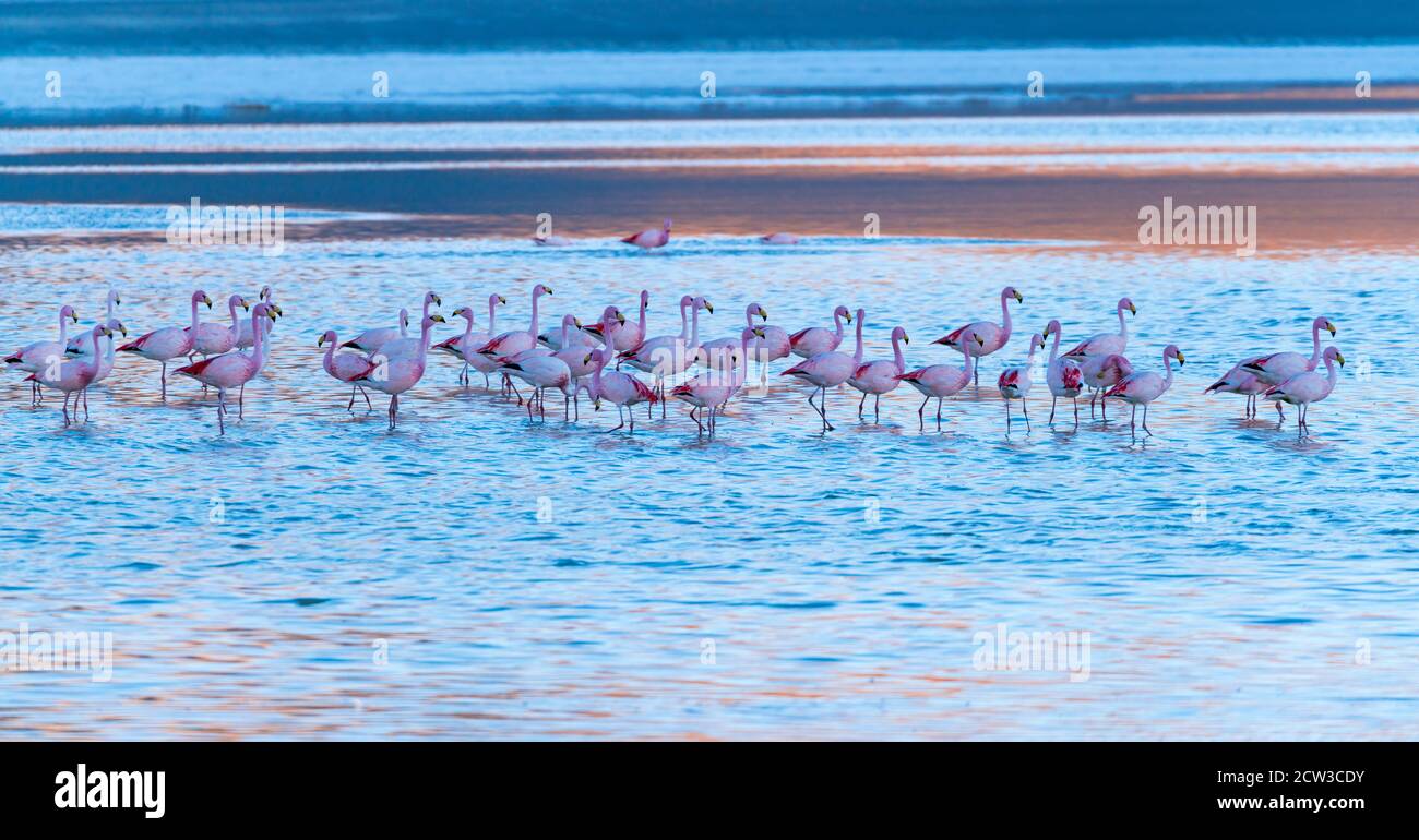FLAMENCO DE JAMES, PARINA CHICA, Phoenicoparrus jamesi, La Puna ...