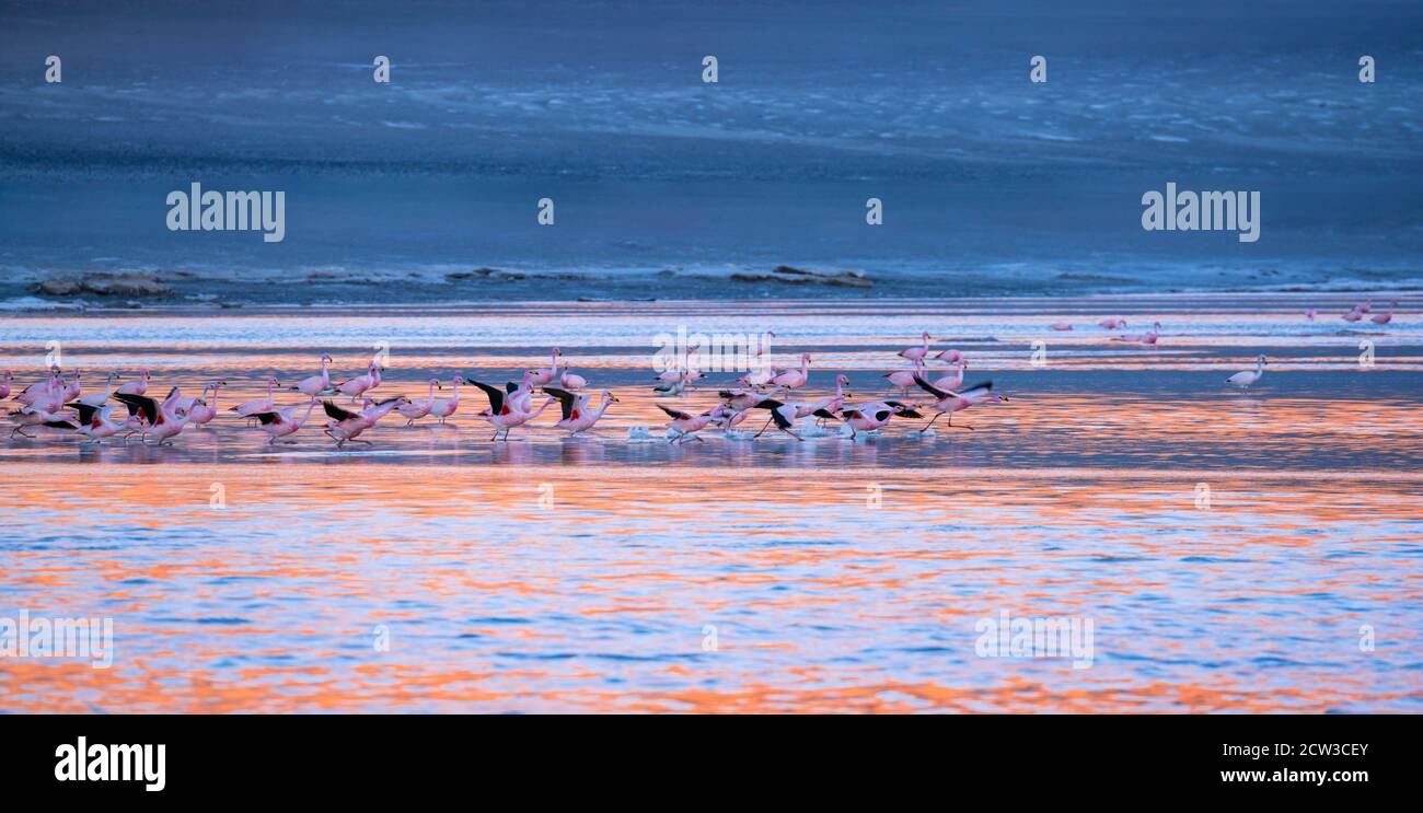 FLAMENCO DE JAMES, PARINA CHICA, Phoenicoparrus jamesi, La Puna ...
