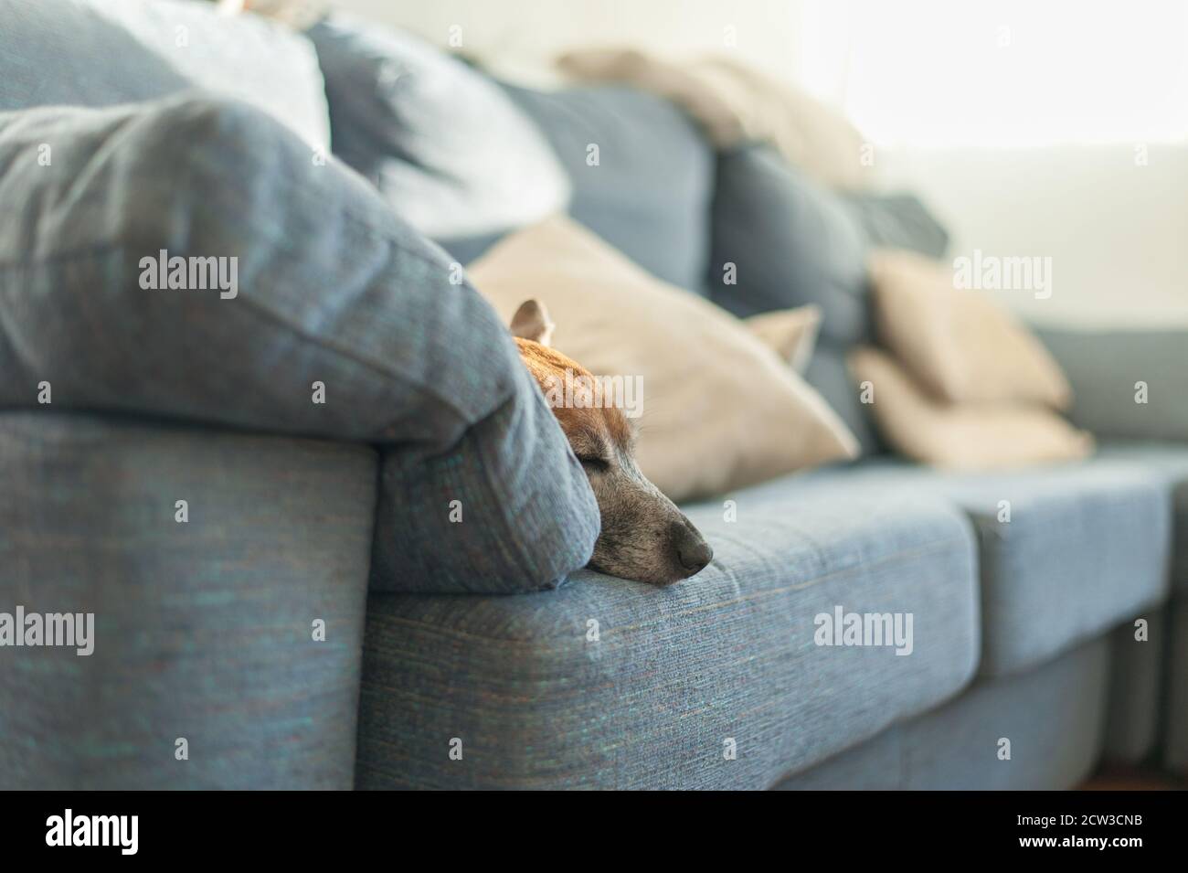 Blue couch with dog hi-res stock photography and images - Alamy