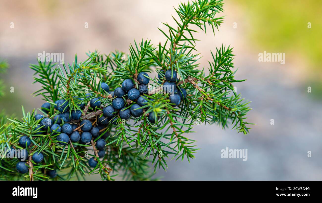 Common juniper leaf hi-res stock photography and images - Alamy