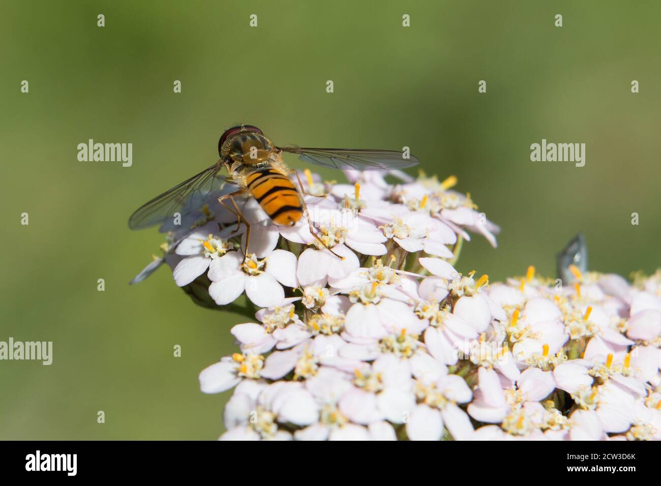 Black wings legs rear view hi-res stock photography and images - Alamy