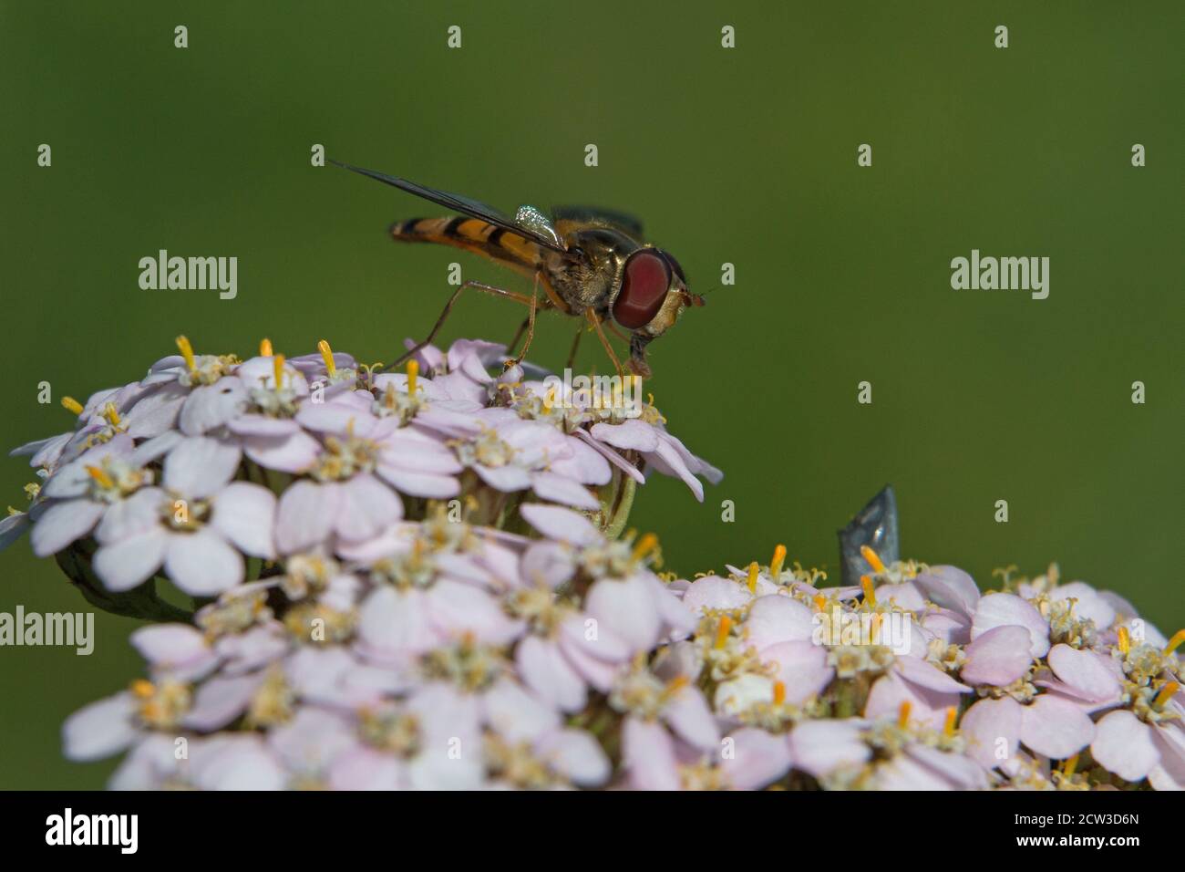 Orange and black banded male Marmalade hoverfly, Episyrphus balteatus, on white hogweed flowers ...