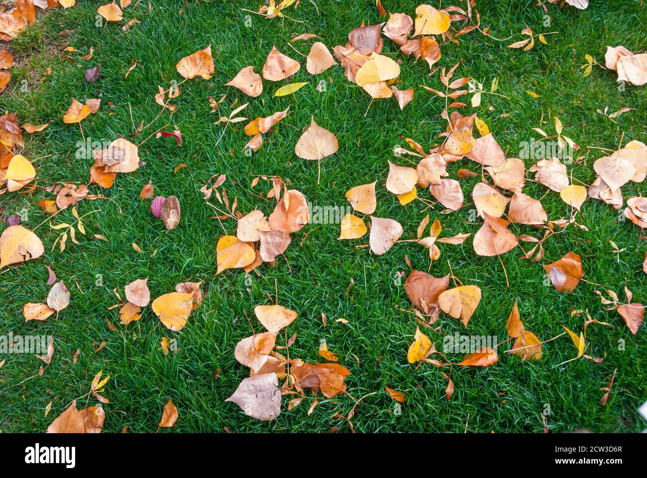 Upholstered floor background with autumn leaves Stock Photo - Alamy