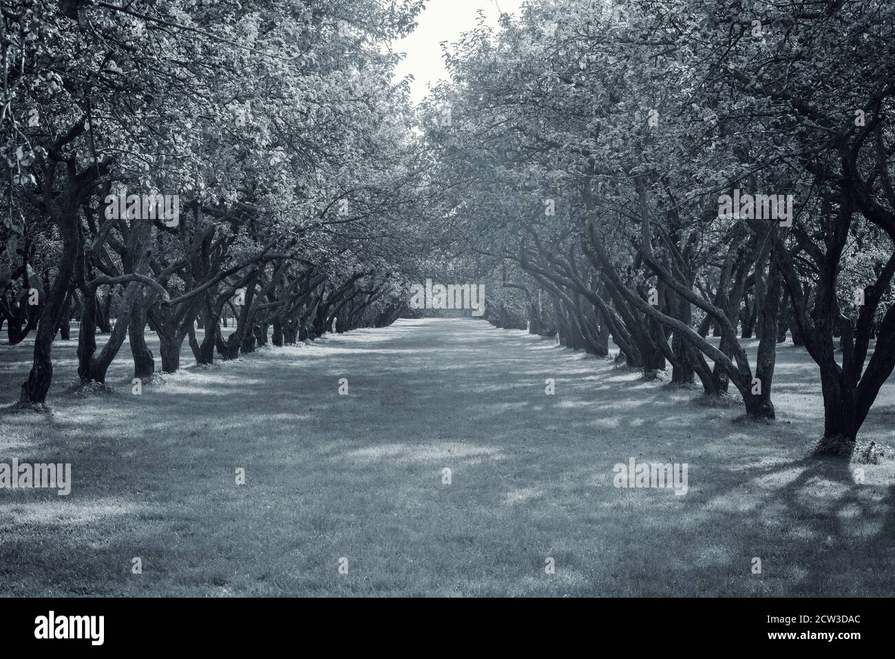 Apple trees in the garden at summer night time Stock Photo - Alamy