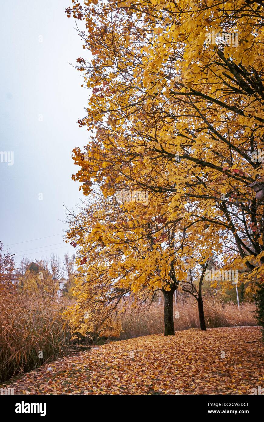 Background with the color of trees in autumn Stock Photo - Alamy