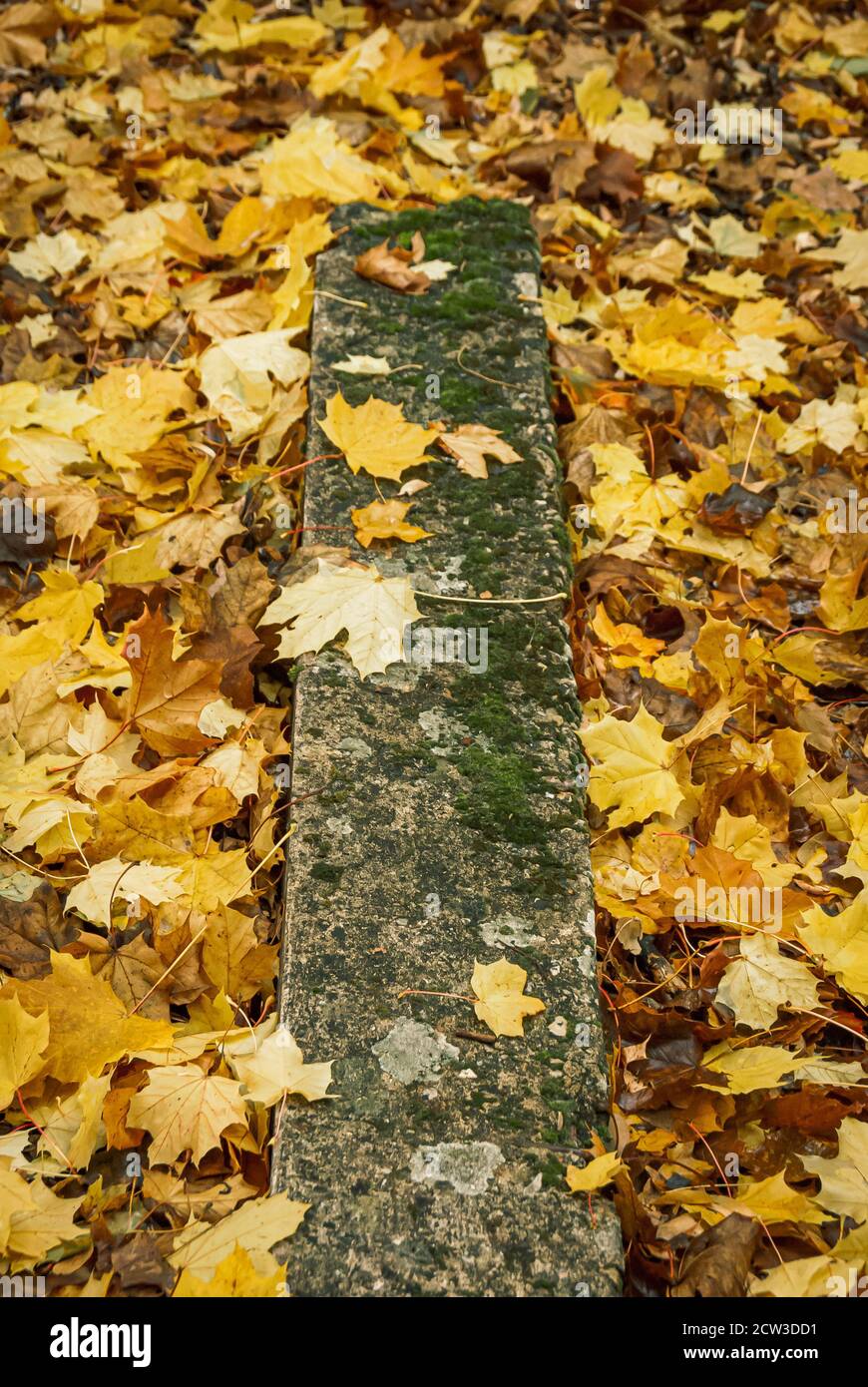 Upholstered floor background with autumn leaves Stock Photo - Alamy