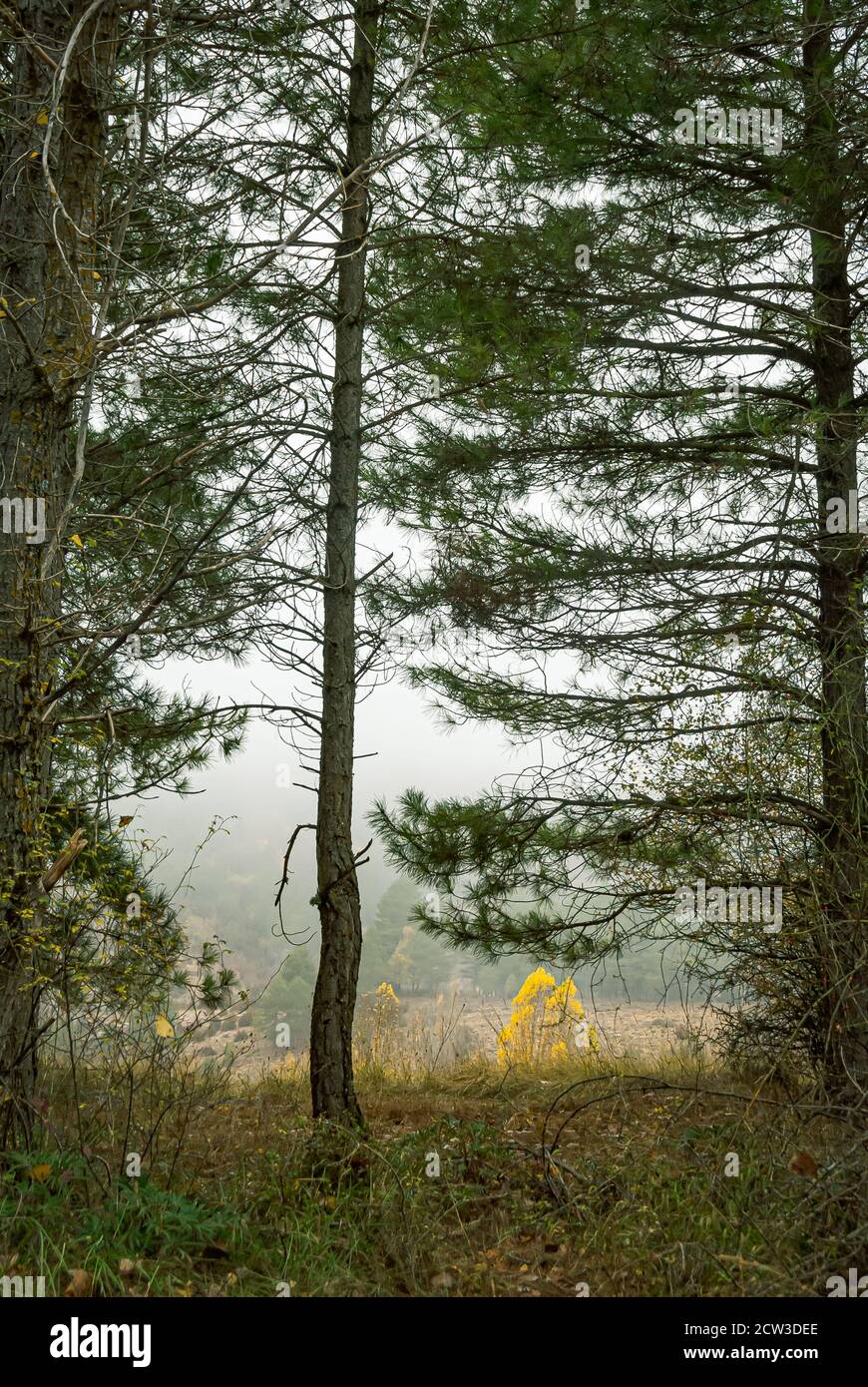 Background with the color of trees in autumn Stock Photo - Alamy