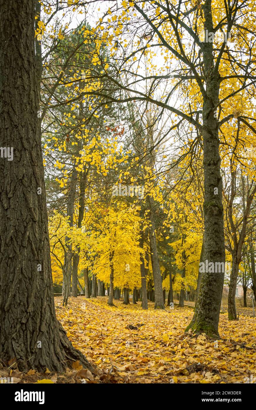 Background with the color of trees in autumn Stock Photo - Alamy