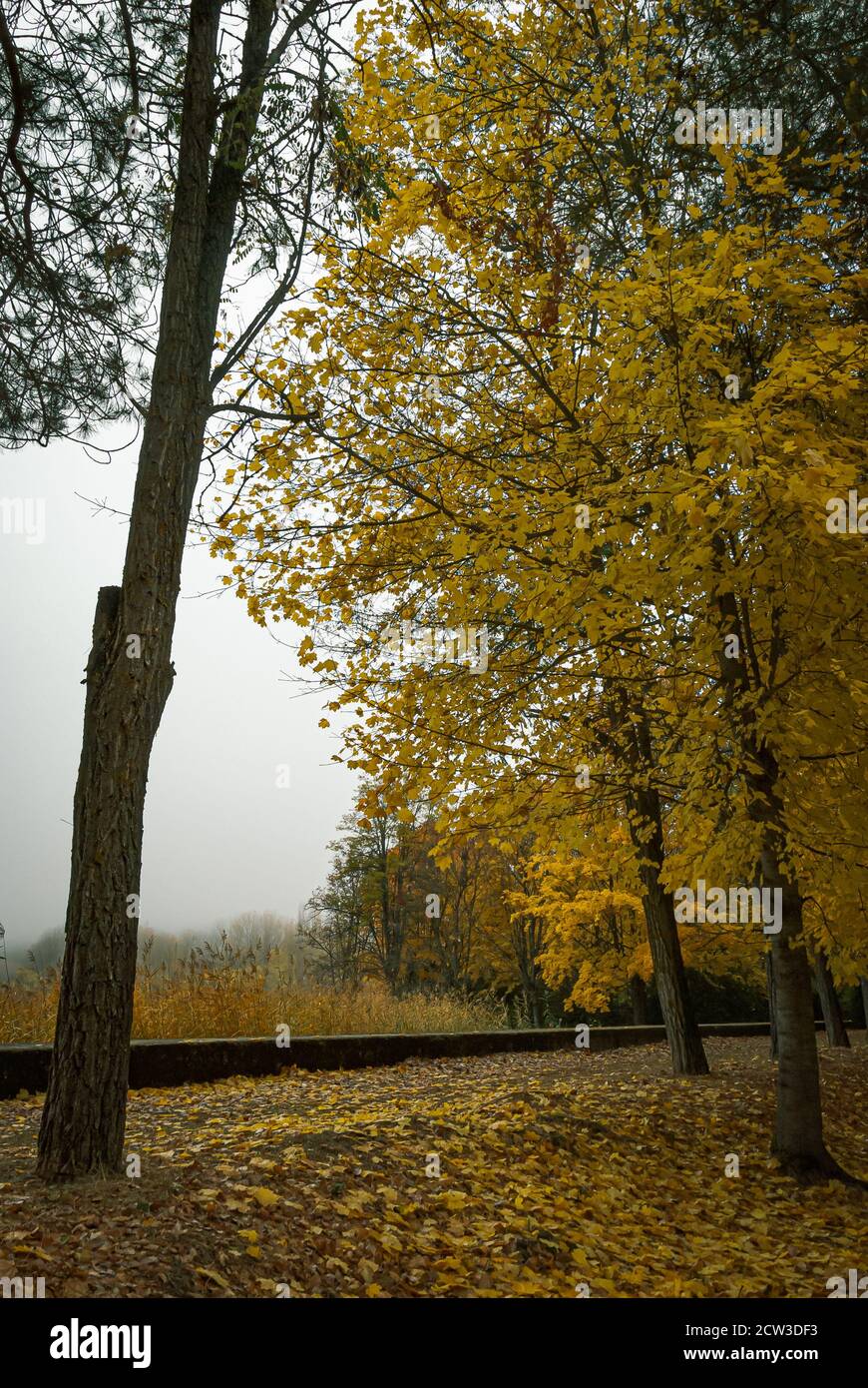 Background with the color of trees in autumn Stock Photo - Alamy