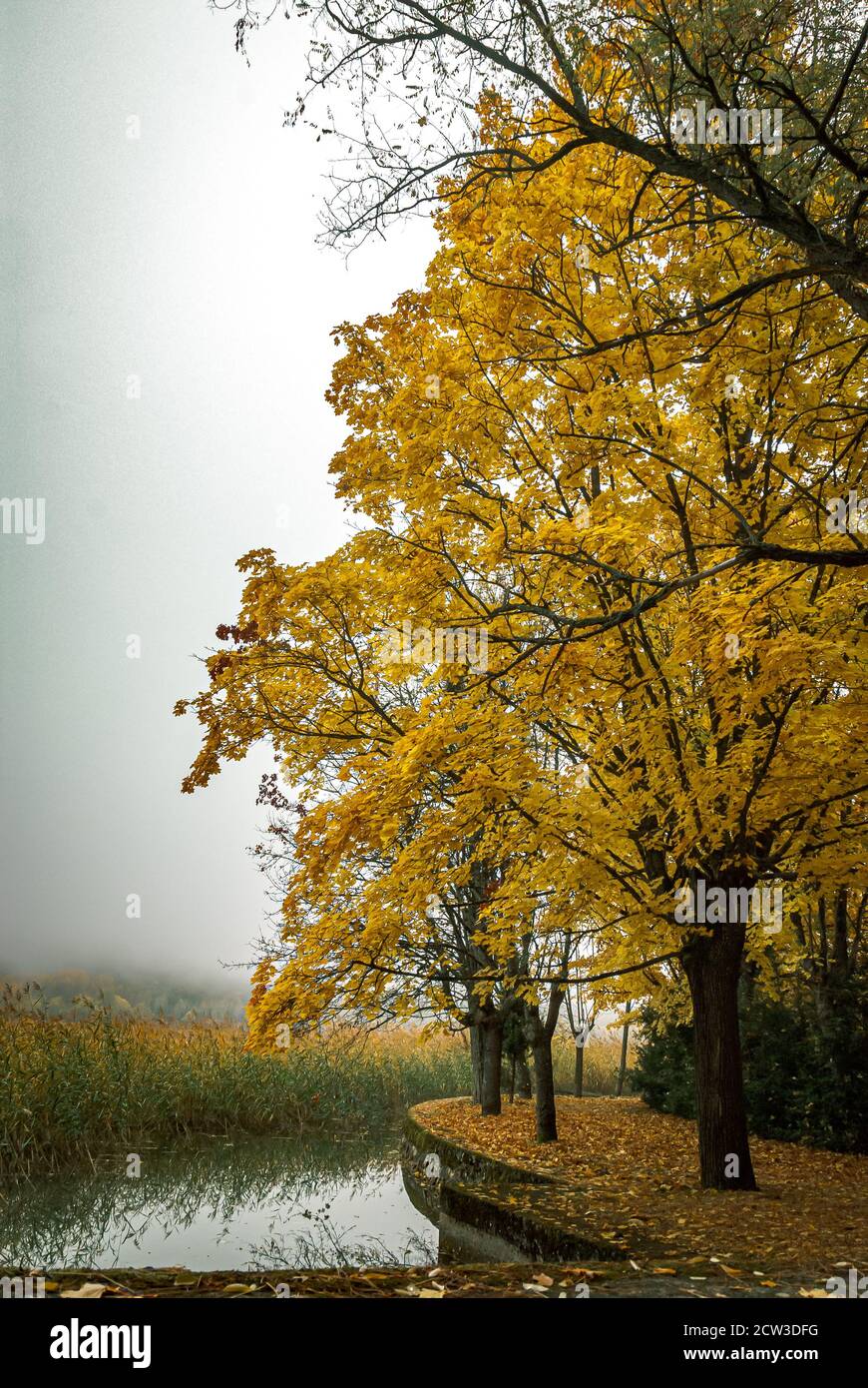 Background with the color of trees in autumn Stock Photo - Alamy