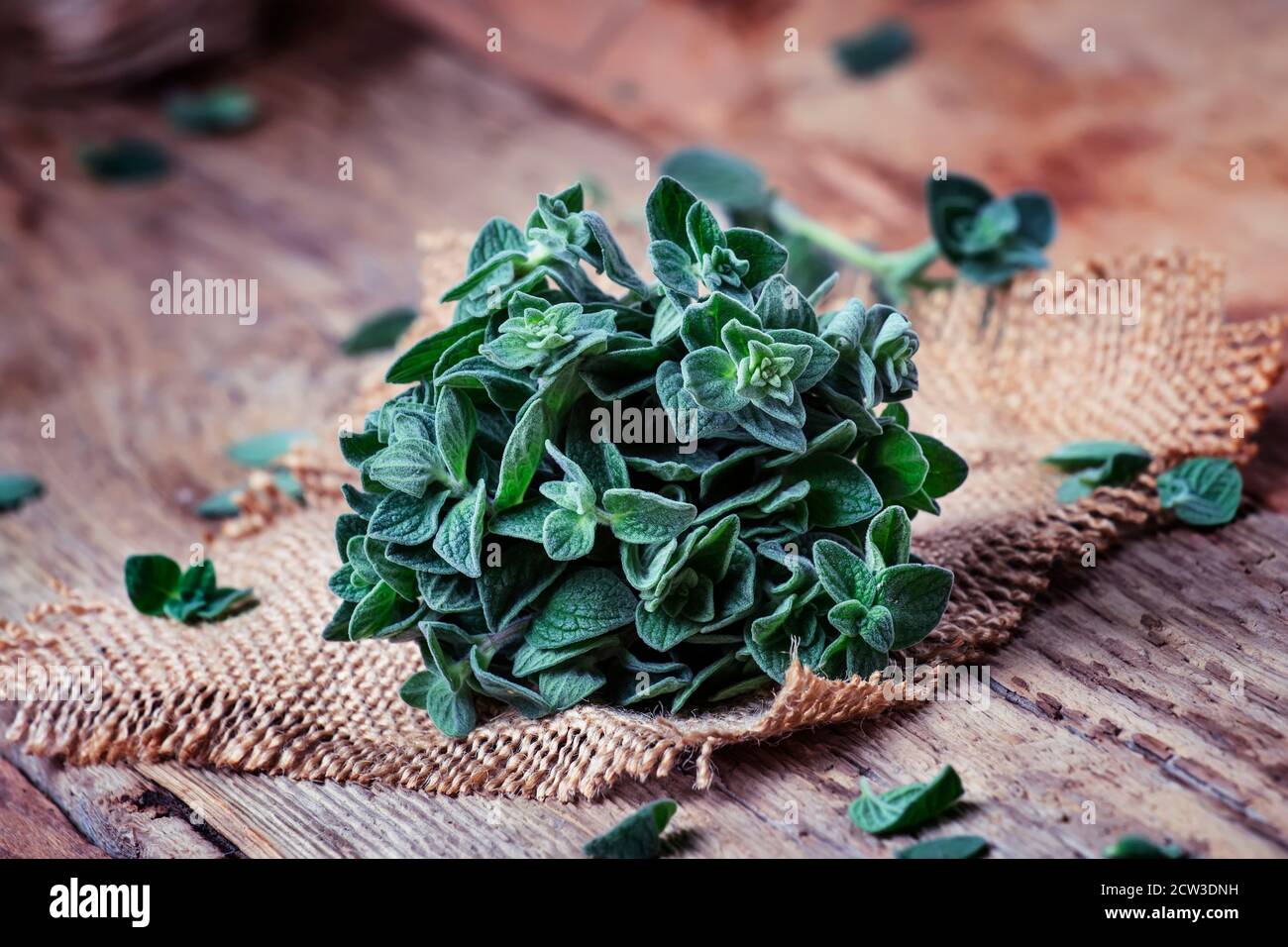 Fresh green oregano or Origanum vulgare in a beam, vintage wood ...