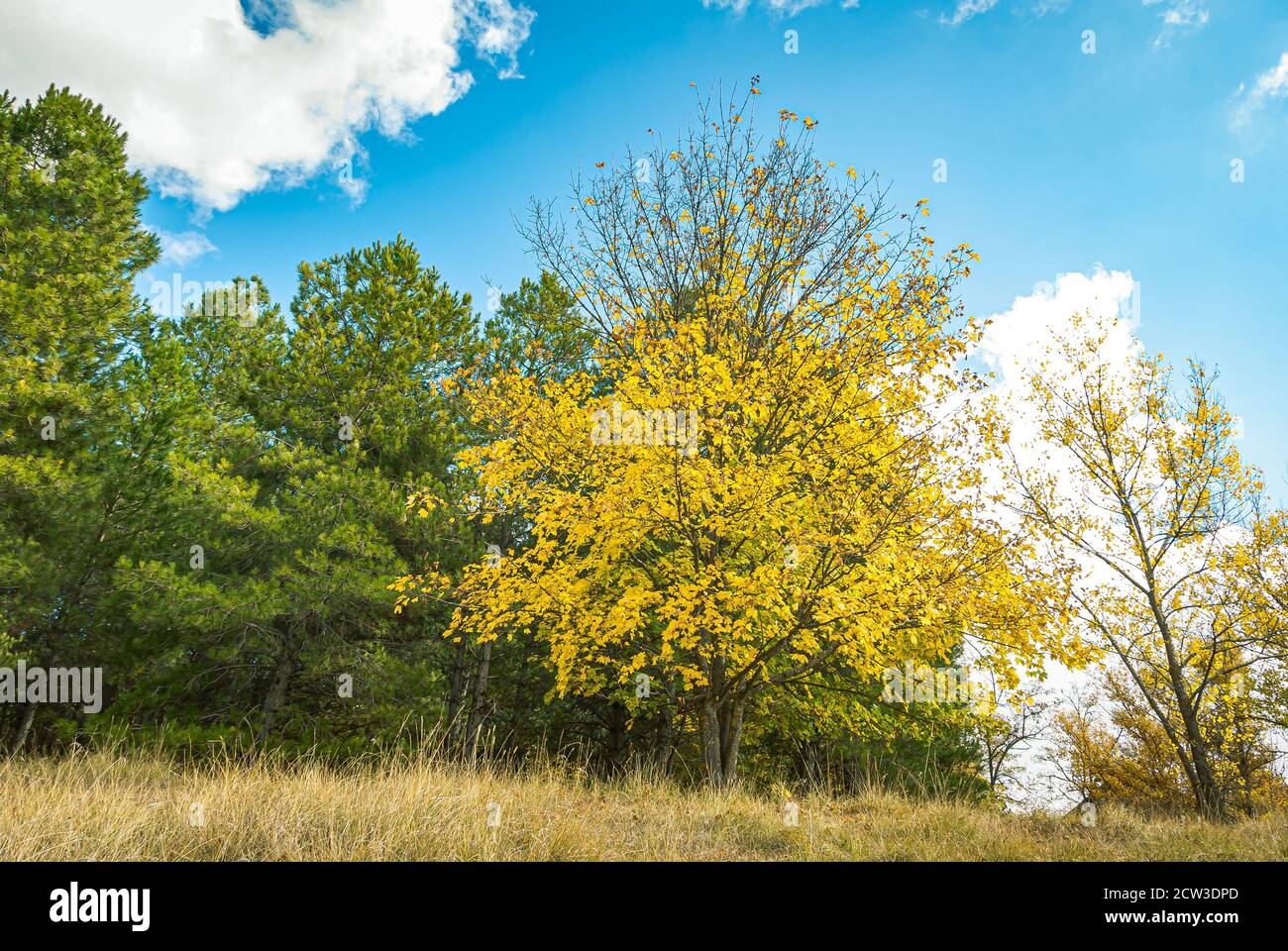 Background with the color of trees in autumn Stock Photo - Alamy