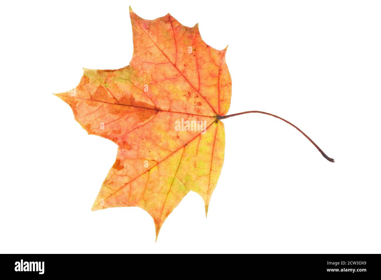 multicolored maple leaf isolated on white background Stock Photo - Alamy