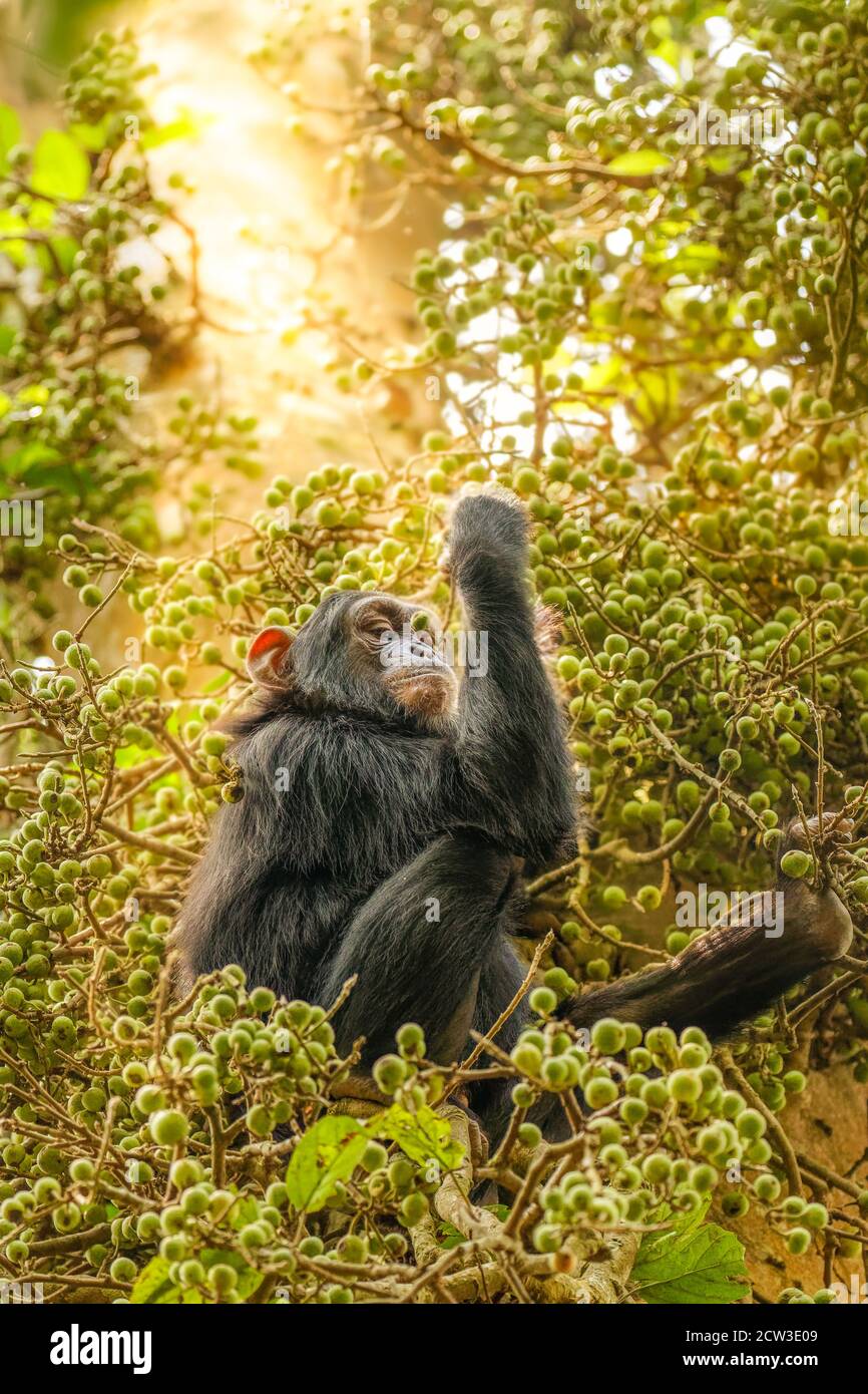 A little common Chimpanzee ( Pan troglodytes schweinfurtii) sitting in ...